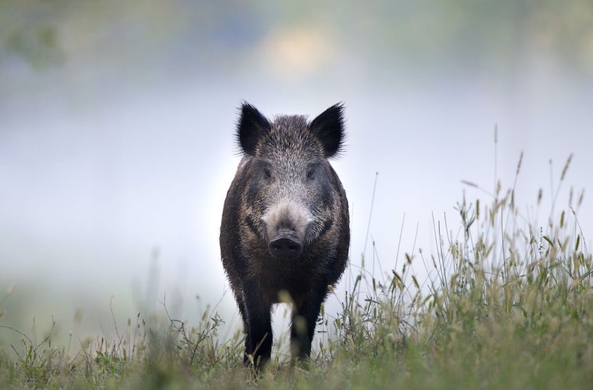 Northern U.S. states brace for onslaught of invasive 'super pigs' from ...