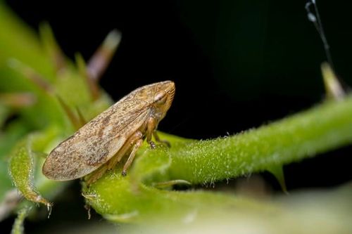 Which Animals Jump the Highest? Top Leapers | Animal Information ...