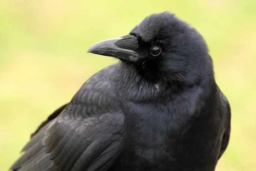 Why Crows Remember Human Faces | Animal Information | Animal Information